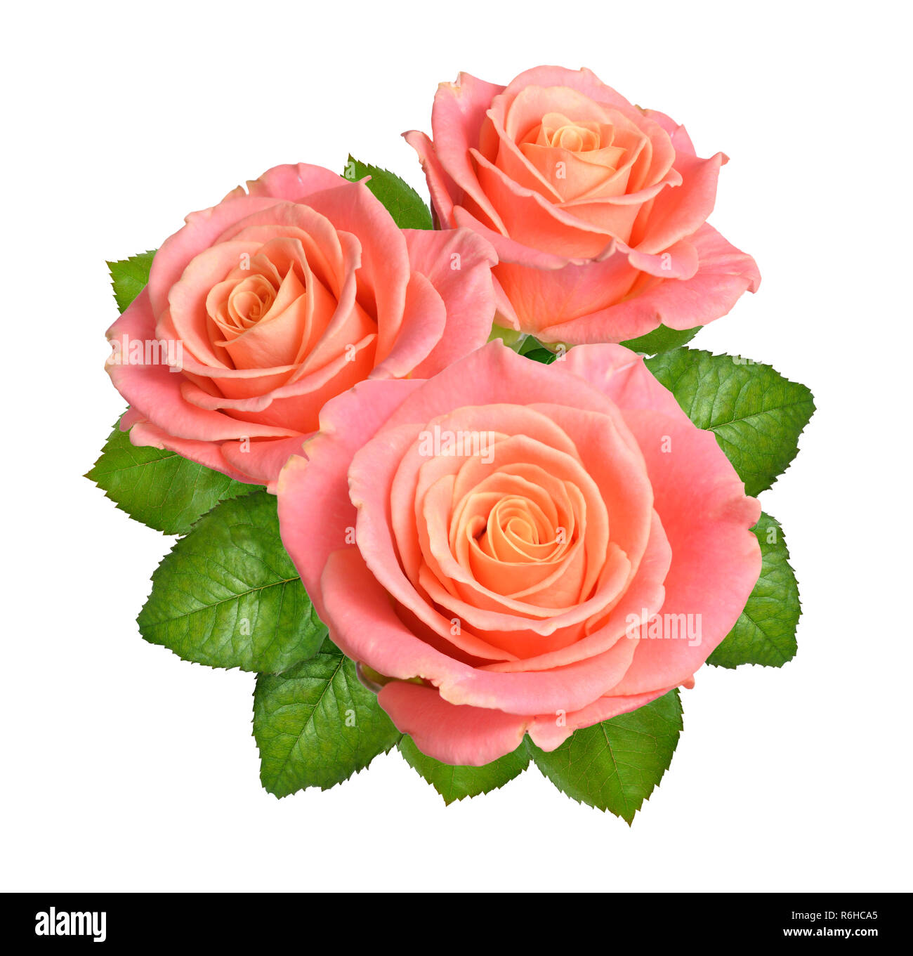 Composition of Pink roses flowers. Isolated on white background Stock ...