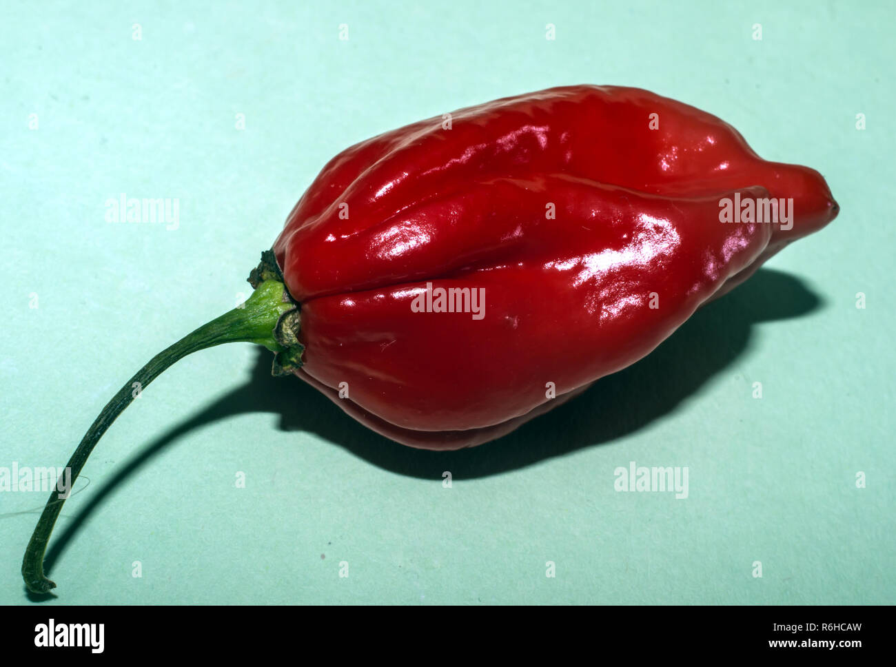 Capsicum Chinense Naga Morich High Resolution Stock Photography and ...