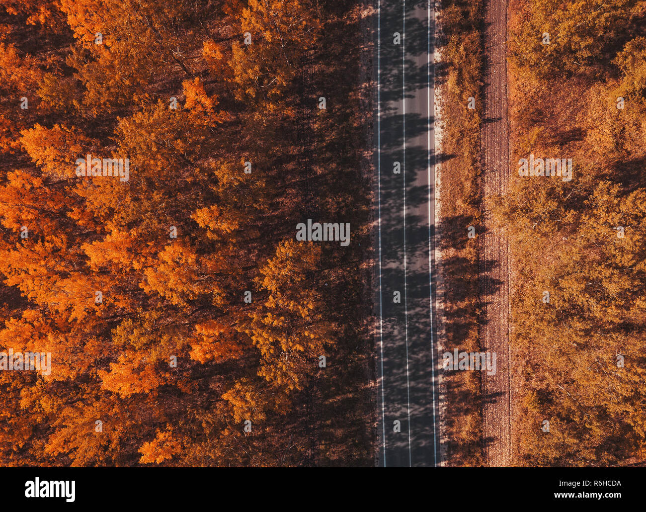 Indian forest road hi-res stock photography and images - Alamy