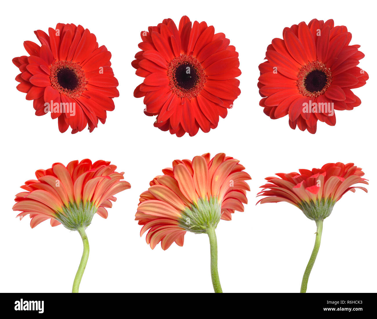 Red gerbera flowers. Isolated Stock Photo - Alamy