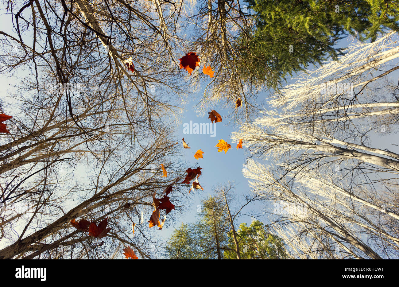 Falling leaves motion hi-res stock photography and images - Alamy