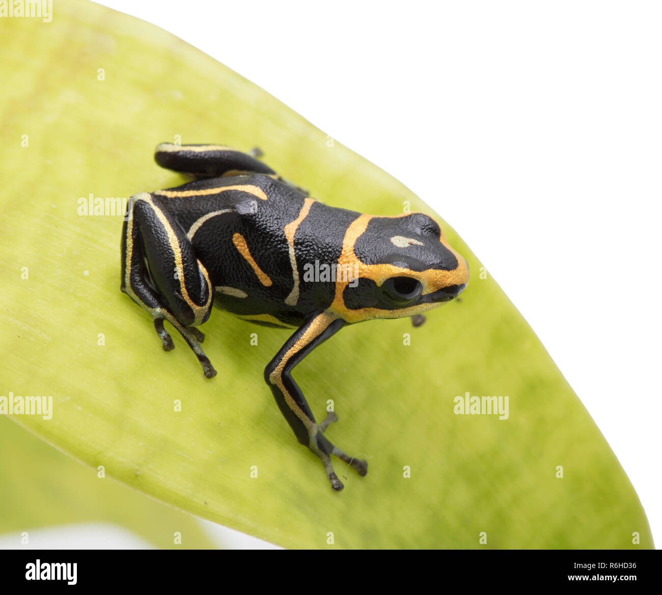 Small poison dart frog, Ranitomeya fantastica Reticulated from the ...