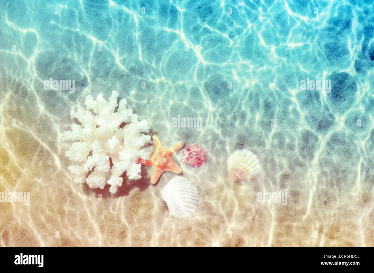 Seashells and sea coral on the summer beach in sea water. Summer ...