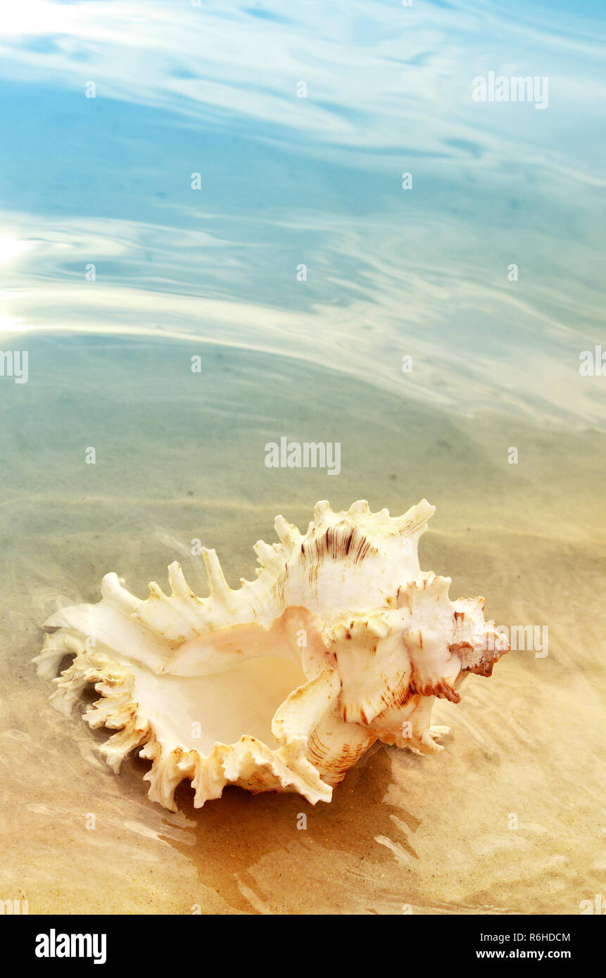 Single shell on the summer beach, seashell on the sand in the ocean ...