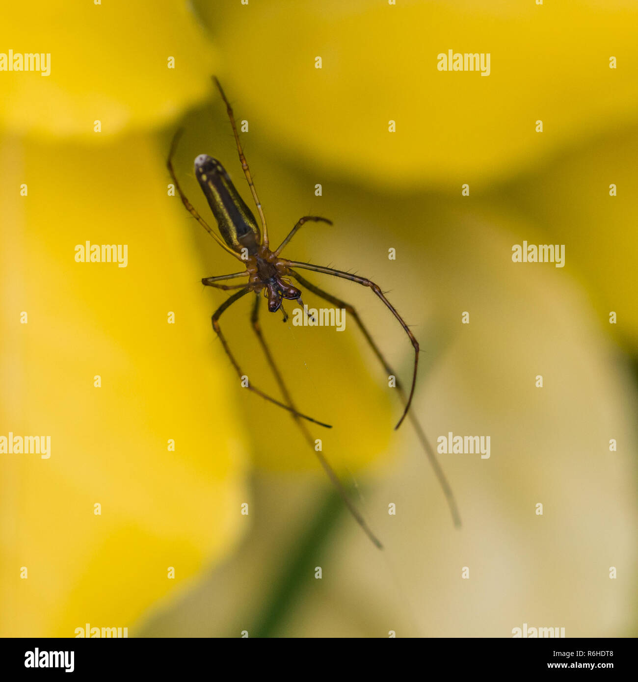 A macro shot of the underside of a stretch spider Stock Photo - Alamy
