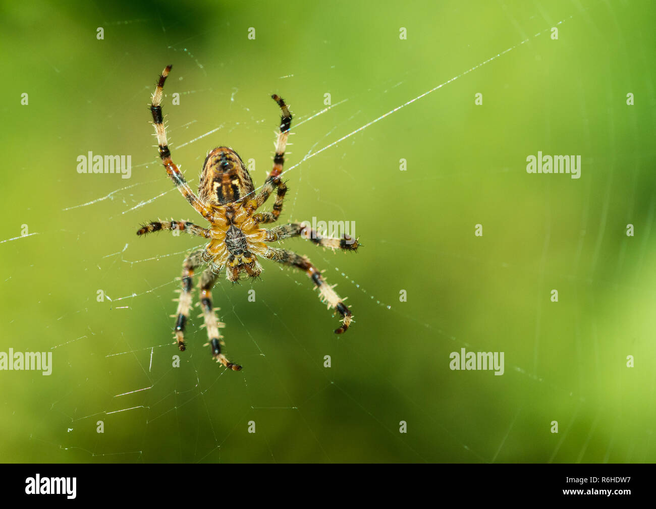 A macro shot of the underside of a garden spider in its web Stock Photo ...