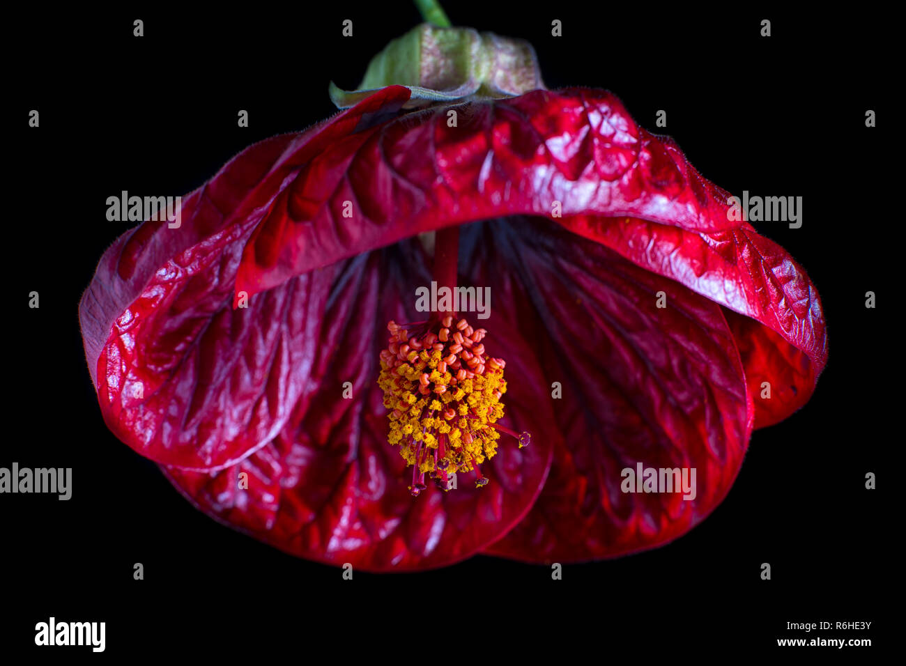 chinese lantern flower Stock Photo - Alamy