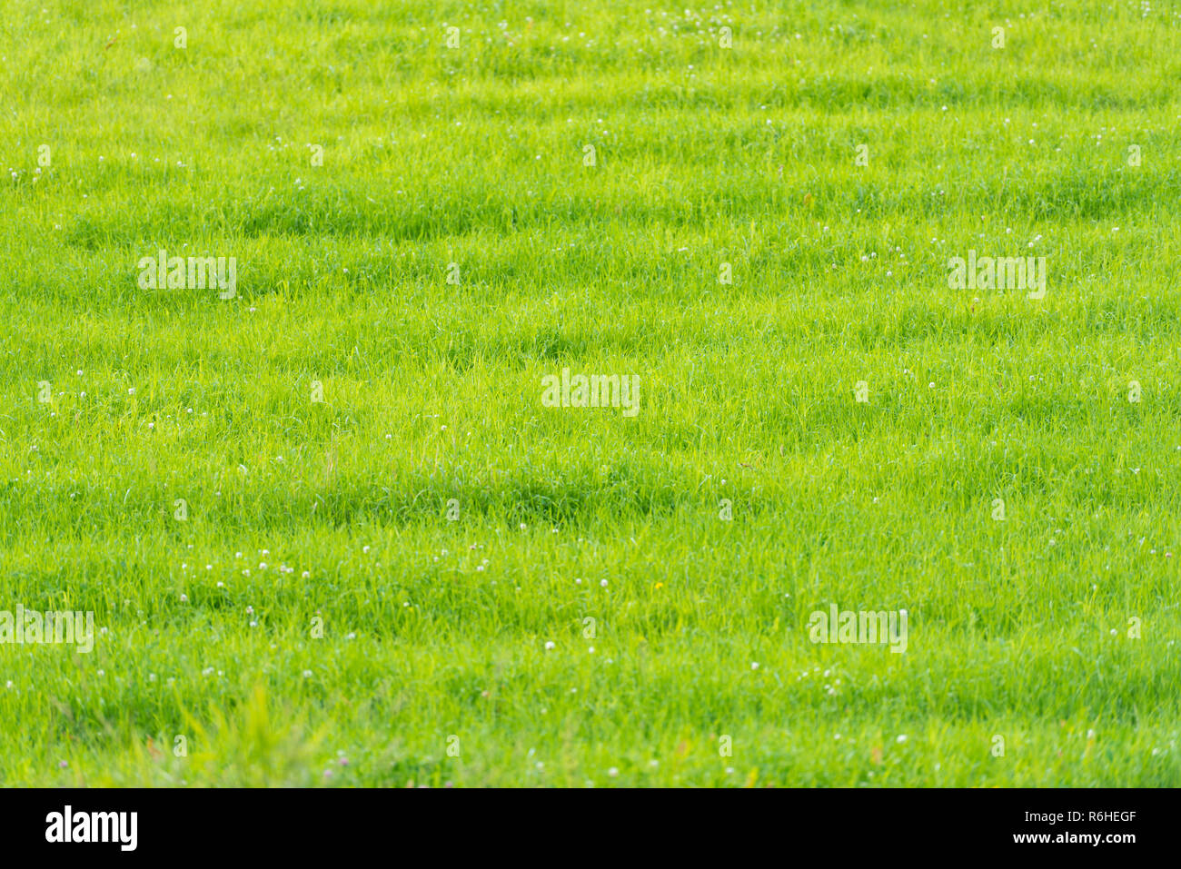 Green grass field in Scandinavia, Norway Stock Photo - Alamy