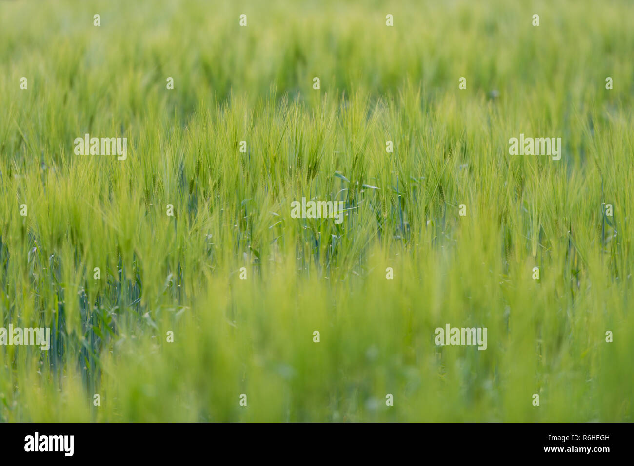 Green grass field in Scandinavia, Norway Stock Photo - Alamy