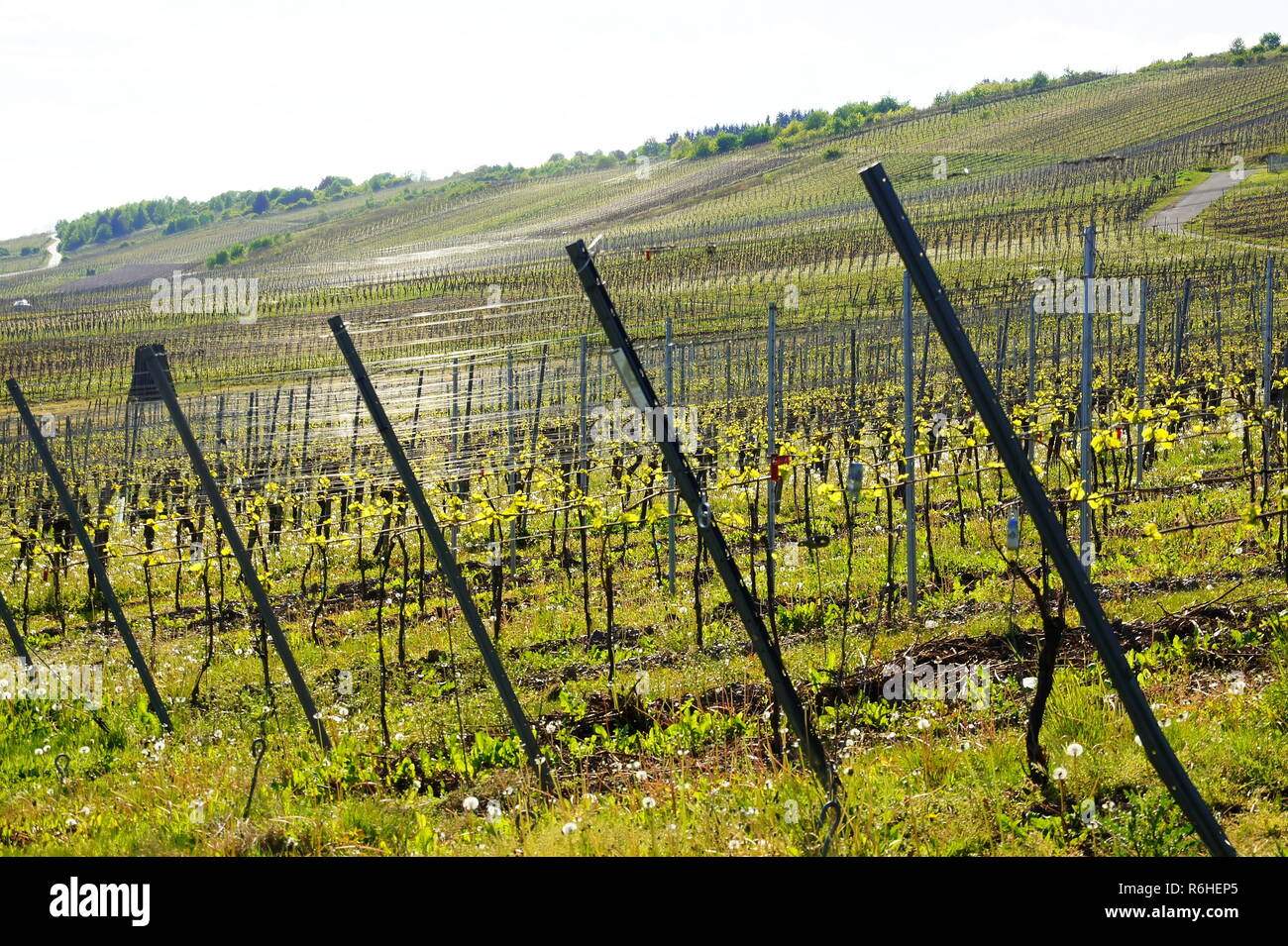 Vineyard wire construction in spring hi-res stock photography and ...