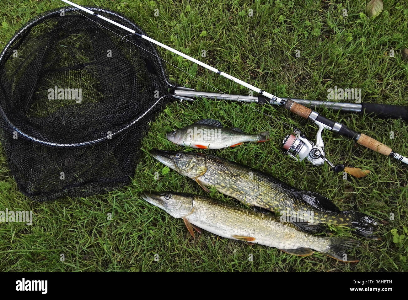 Unterfangkescher hi-res stock photography and images - Alamy