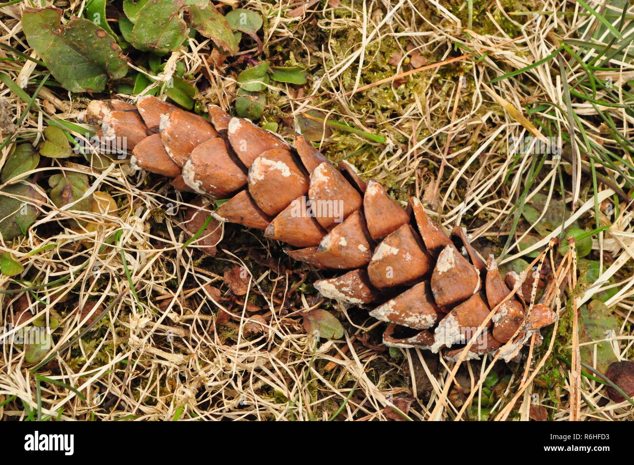 Pin cone hi-res stock photography and images - Alamy