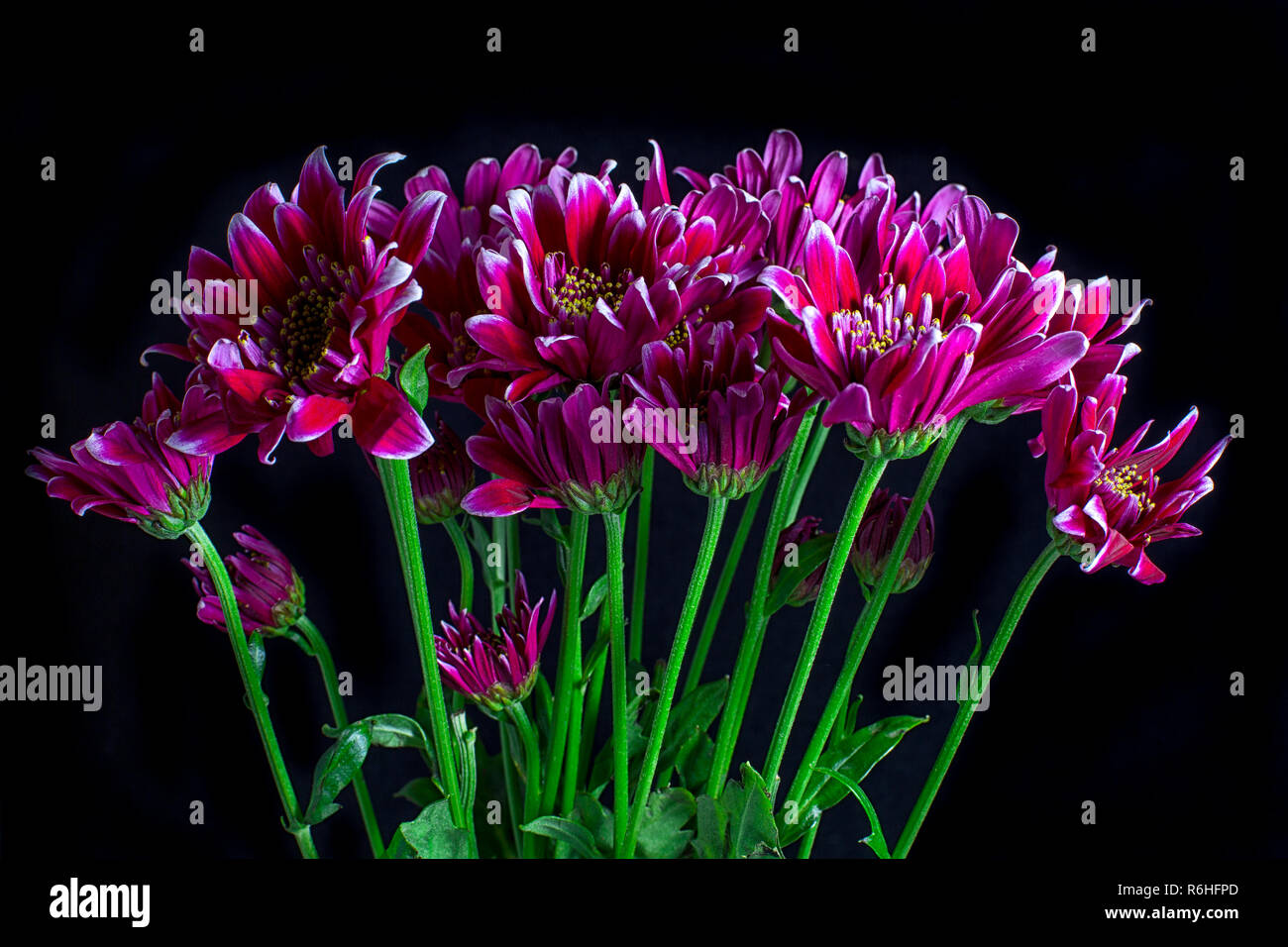 red aster flower bouquet Stock Photo - Alamy