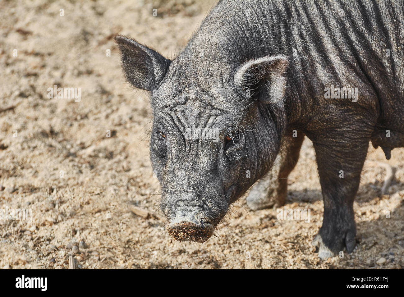 Black domestic pig hi-res stock photography and images - Alamy