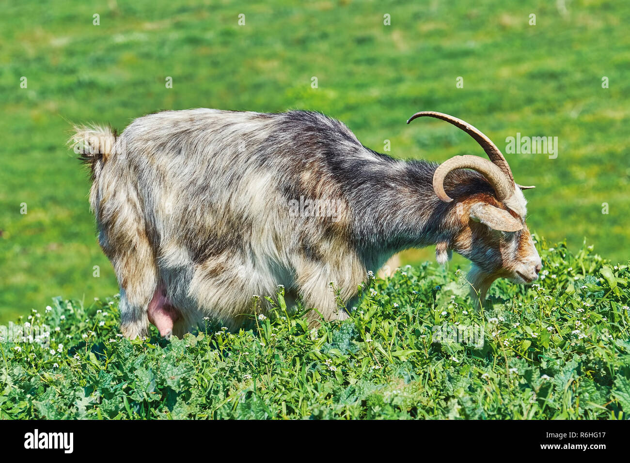 Billy goat eating grass hi-res stock photography and images - Alamy