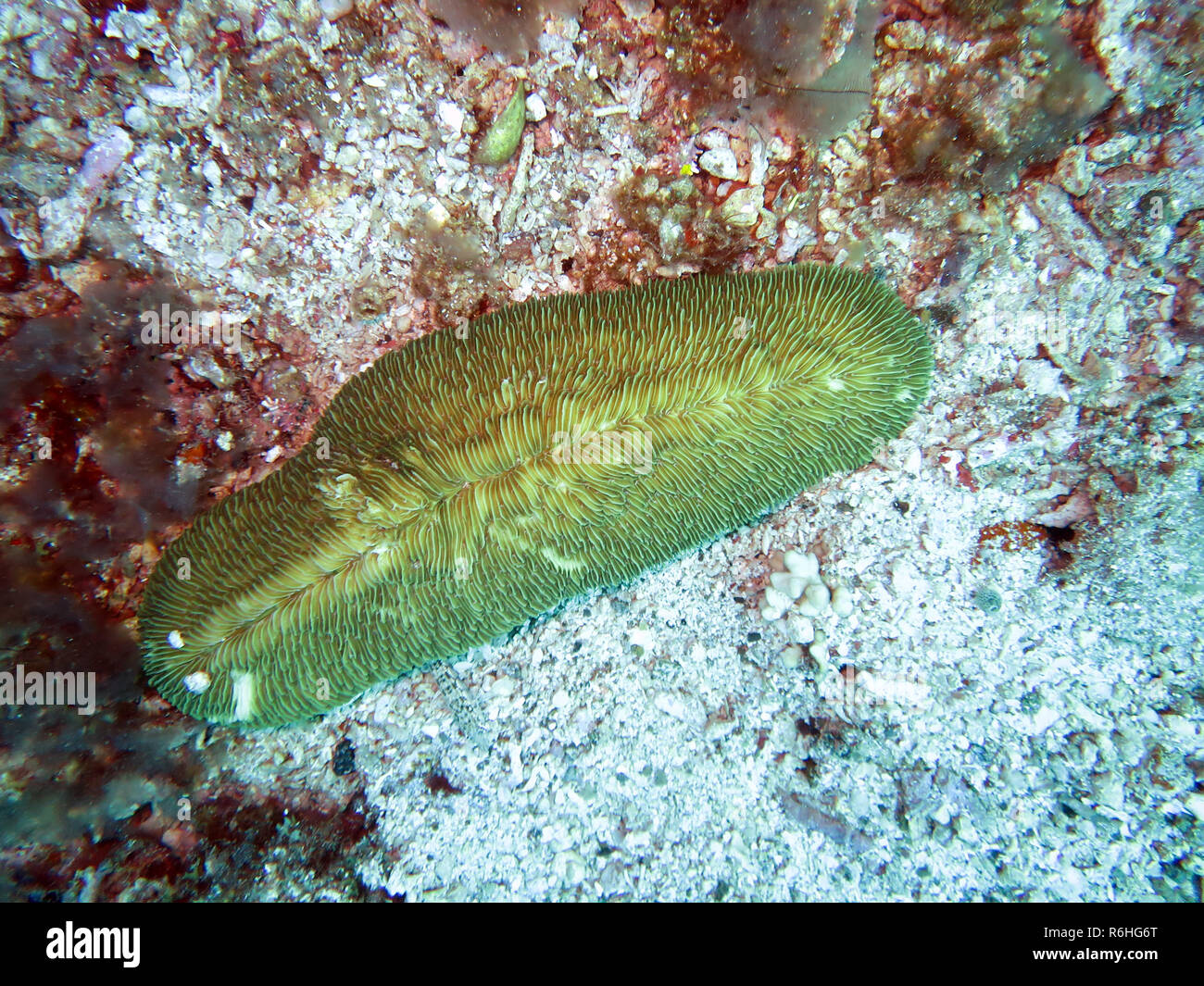 elongated mushroom coral (ctenactis echinata Stock Photo - Alamy