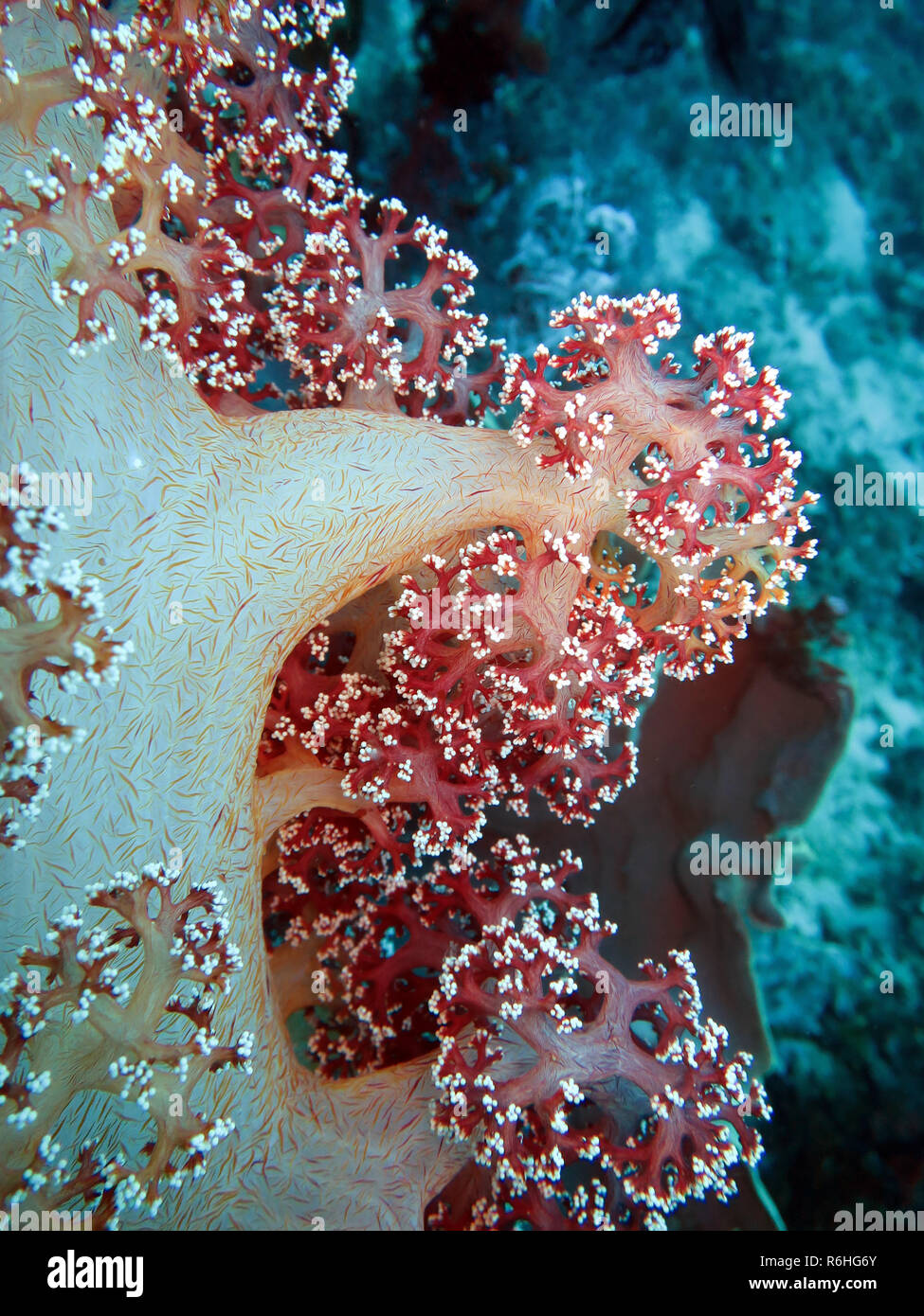 Dendronephthya spec hi-res stock photography and images - Alamy