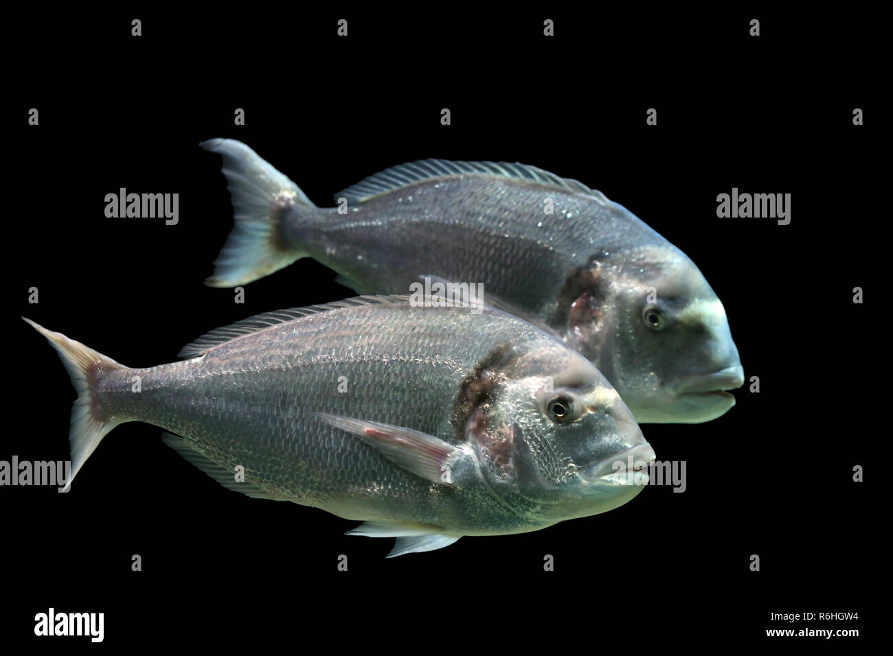golden bream or sea bream sparus aurata Stock Photo - Alamy