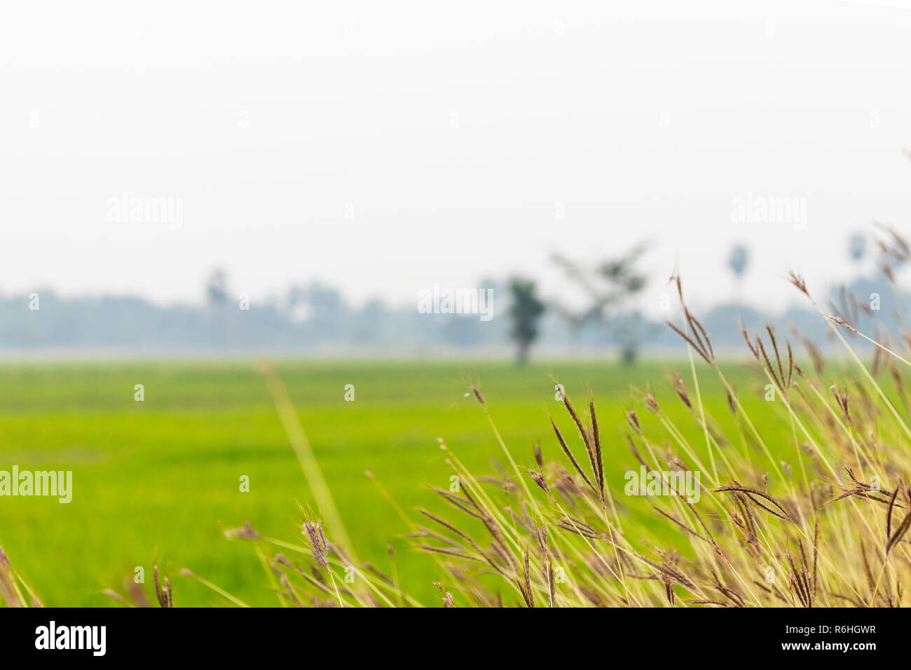 Golden grass flower with background green rice field Stock Photo - Alamy
