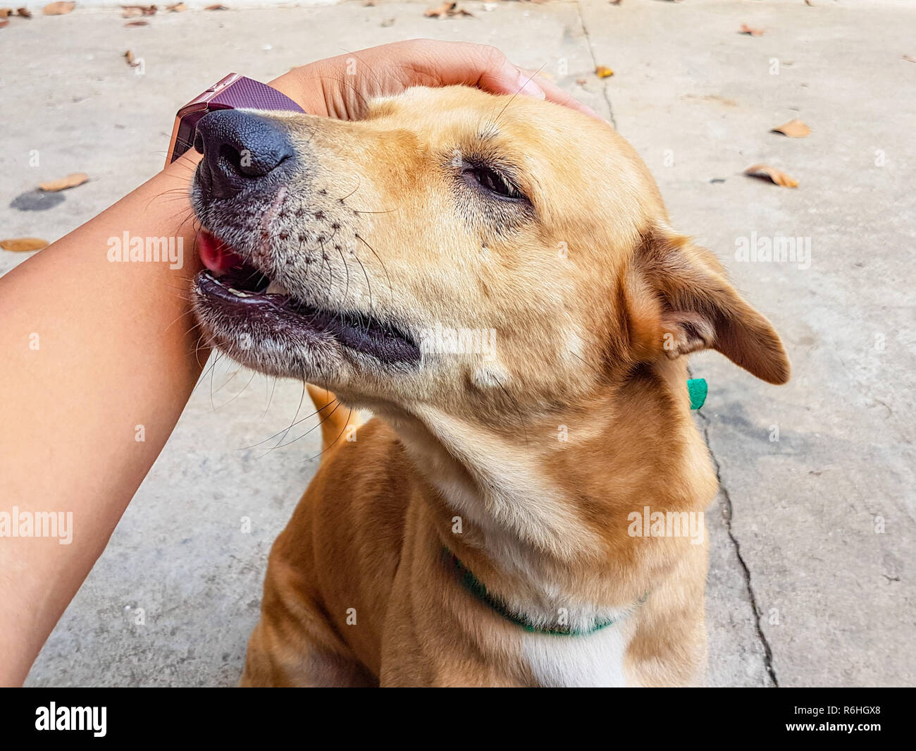 Hand on dogs head hi-res stock photography and images - Alamy