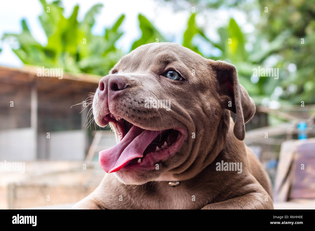 Pitiable Pit bull terrier dog Stock Photo - Alamy
