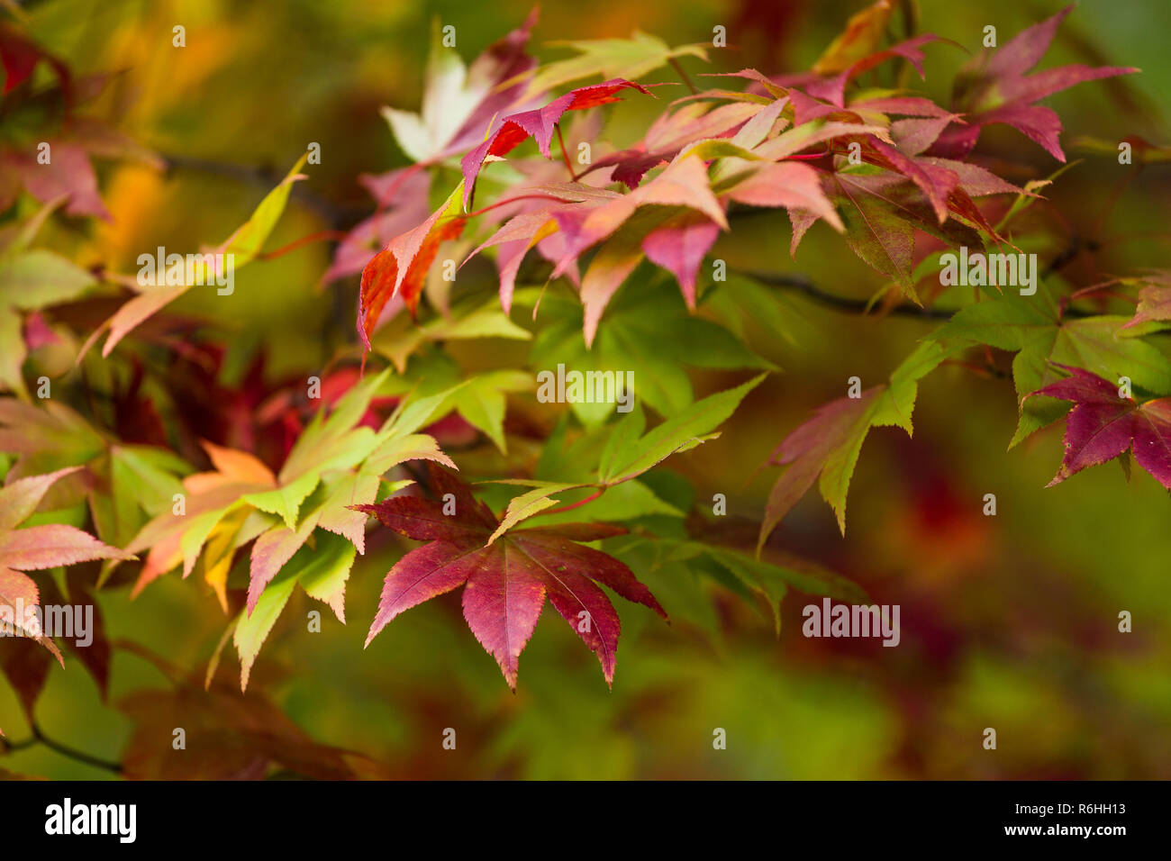 Change color of maple leave Stock Photo - Alamy