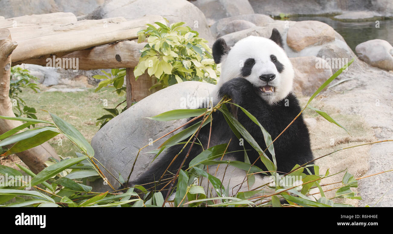 Young animal eats bamboo hi-res stock photography and images - Alamy