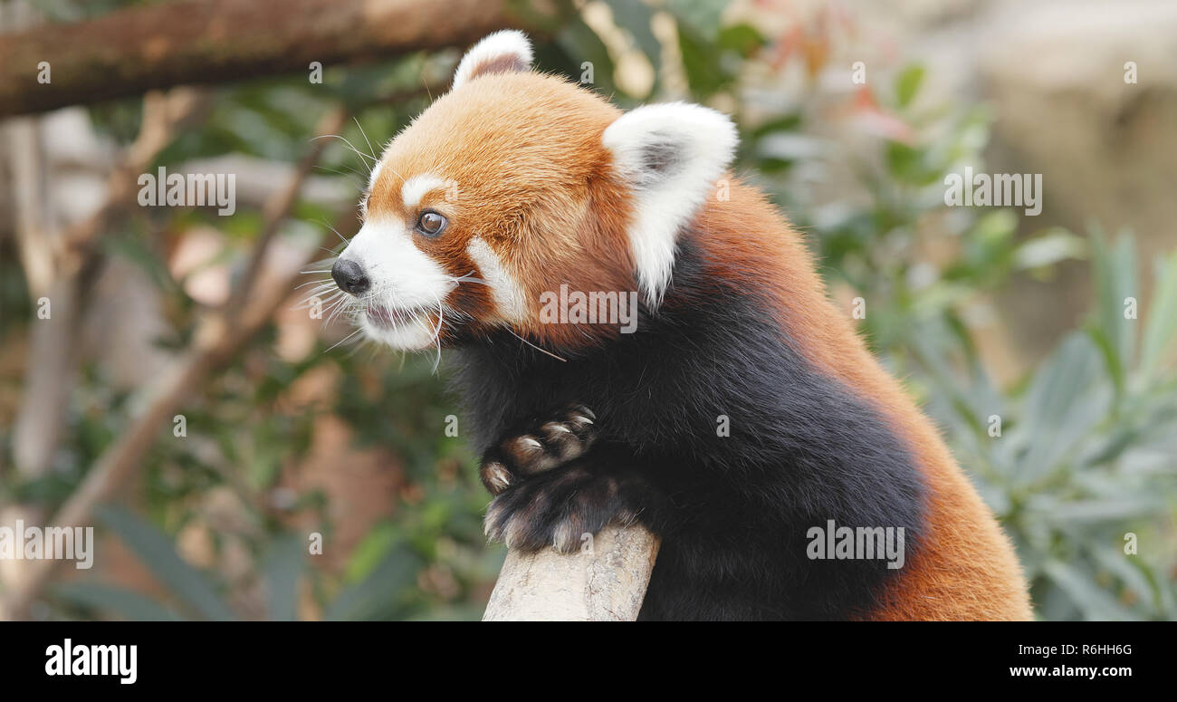 Red panda at zoo Stock Photo - Alamy