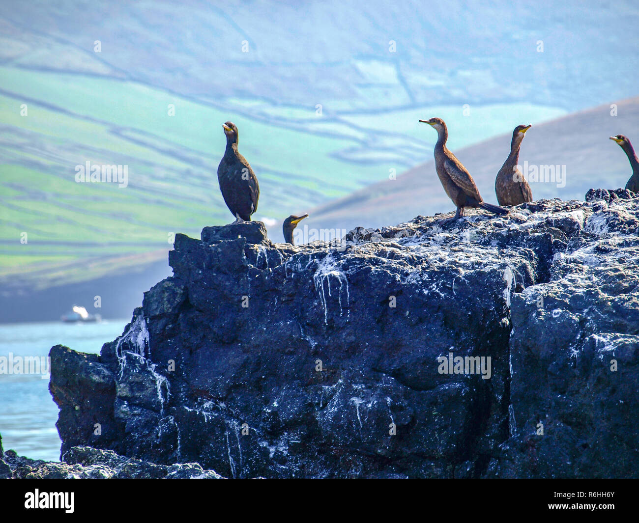 White bird guano hi-res stock photography and images - Alamy