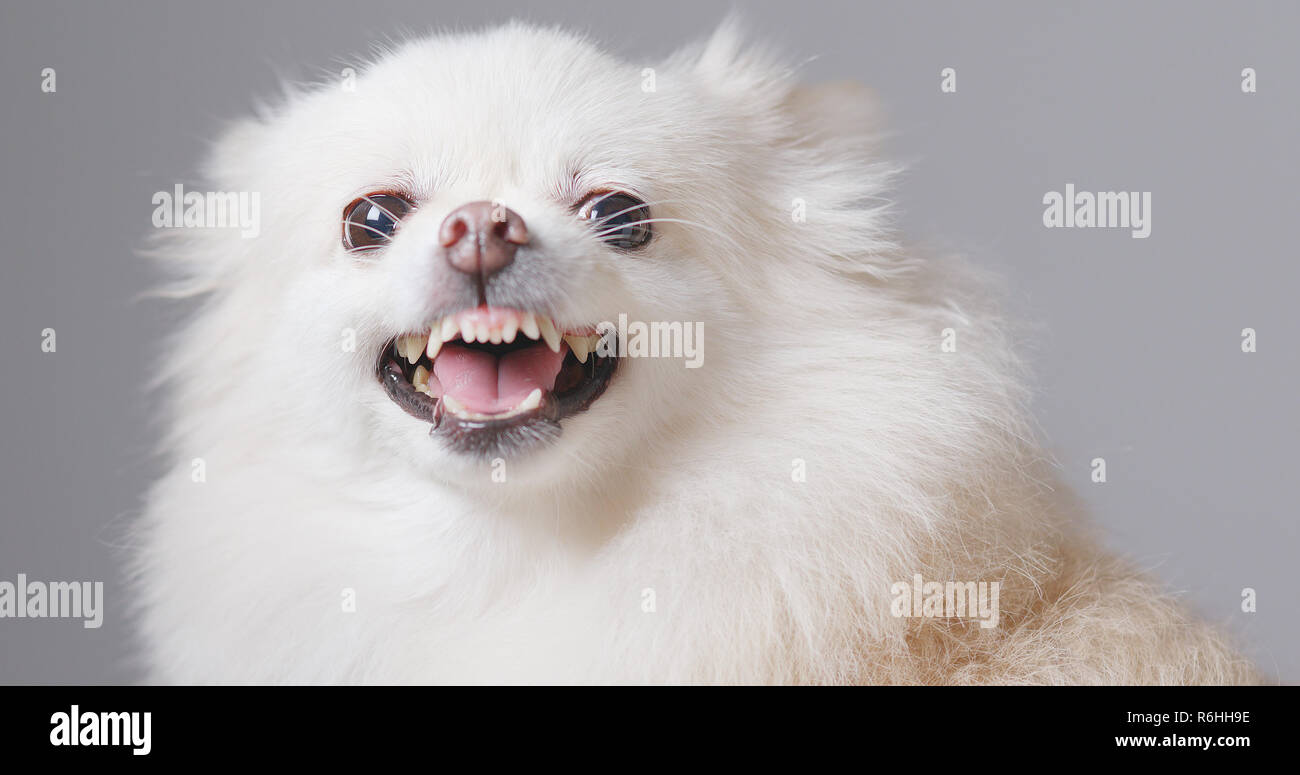 White Pomeranian dog get angry Stock Photo - Alamy