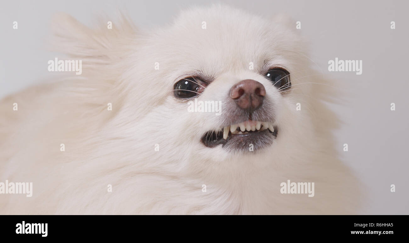 Barking Pomeranian dog Stock Photo - Alamy