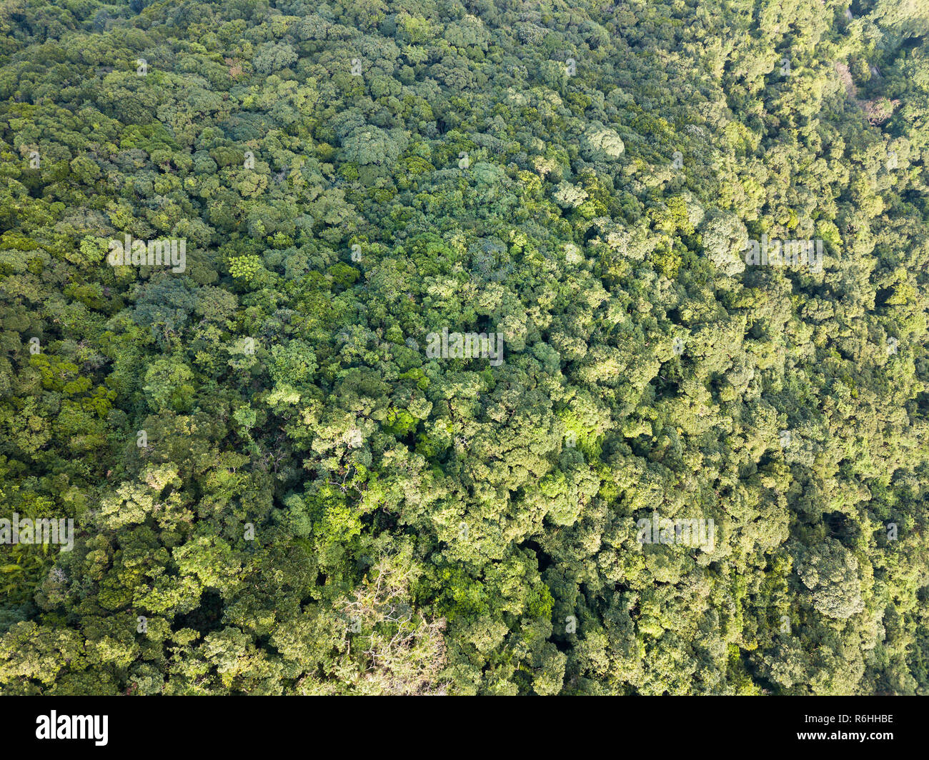 Top view of forest Stock Photo - Alamy