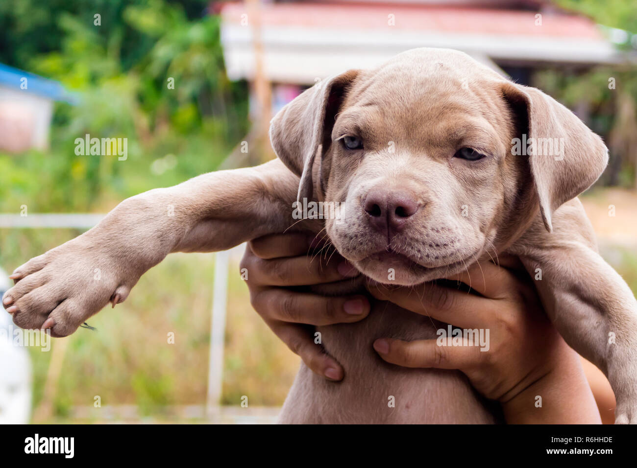 Pitiable hi-res stock photography and images - Alamy