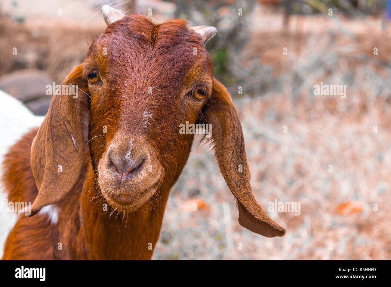 Goat with short horns Stock Photo - Alamy