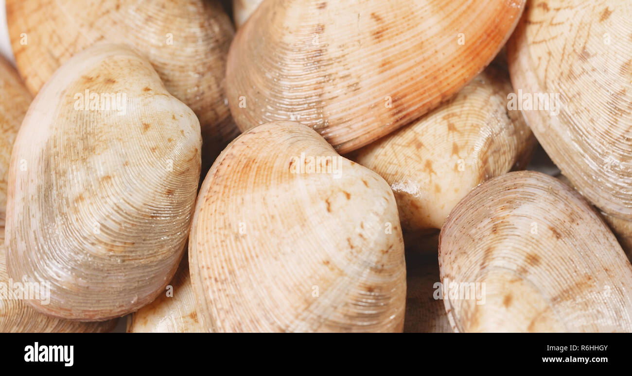 Raw clam seafood Stock Photo - Alamy
