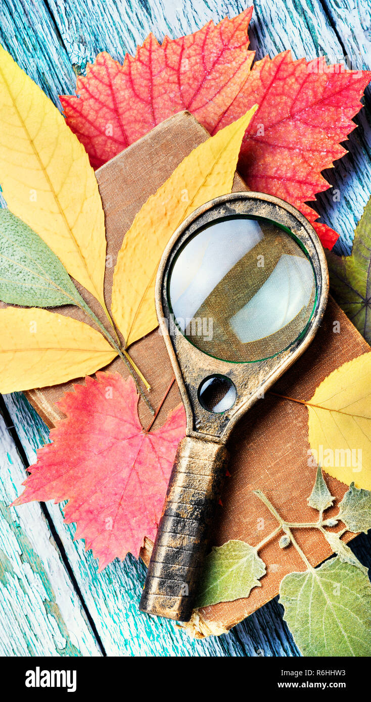 Dried plant specimens hi-res stock photography and images - Alamy
