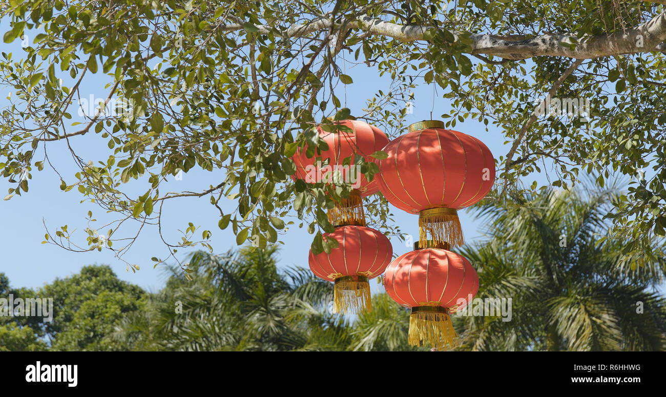 Chinese red lantern hanging on tree Stock Photo - Alamy