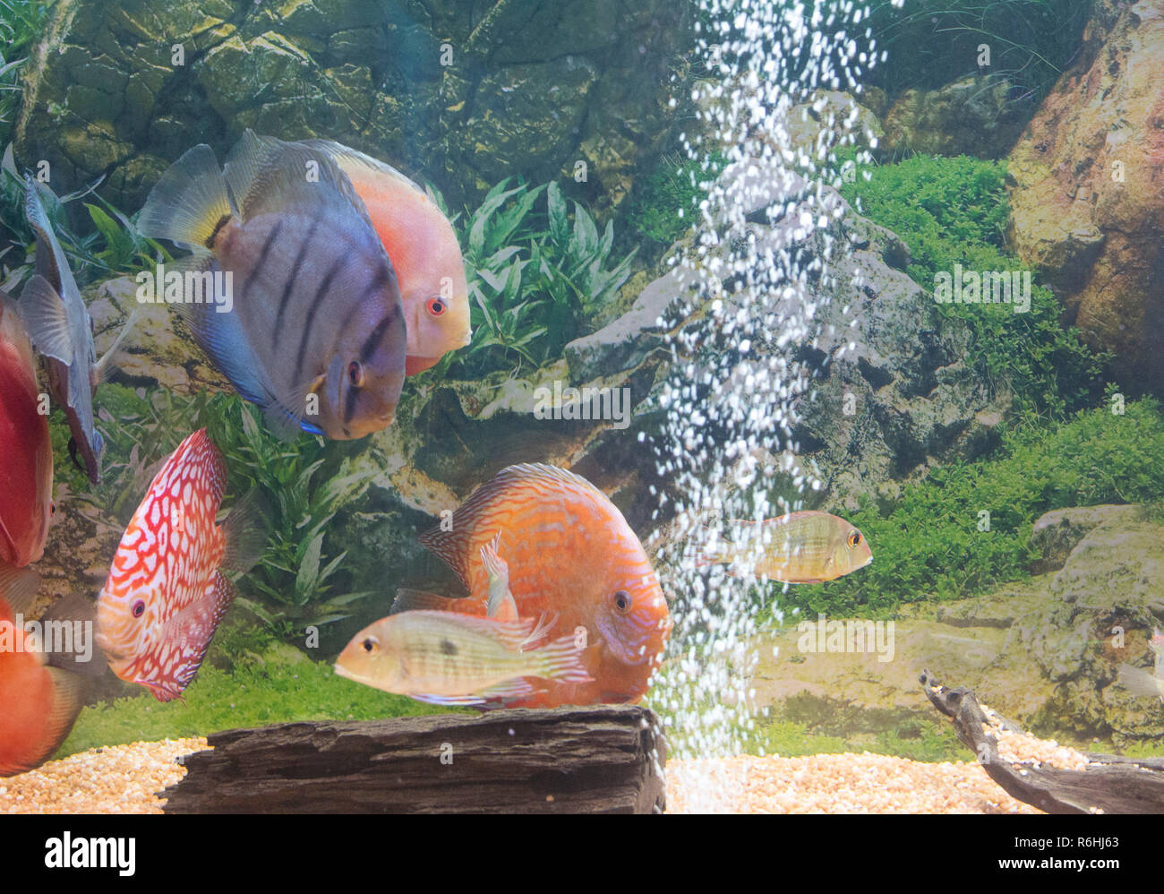 Diskus High Resolution Stock Photography and Images - Alamy