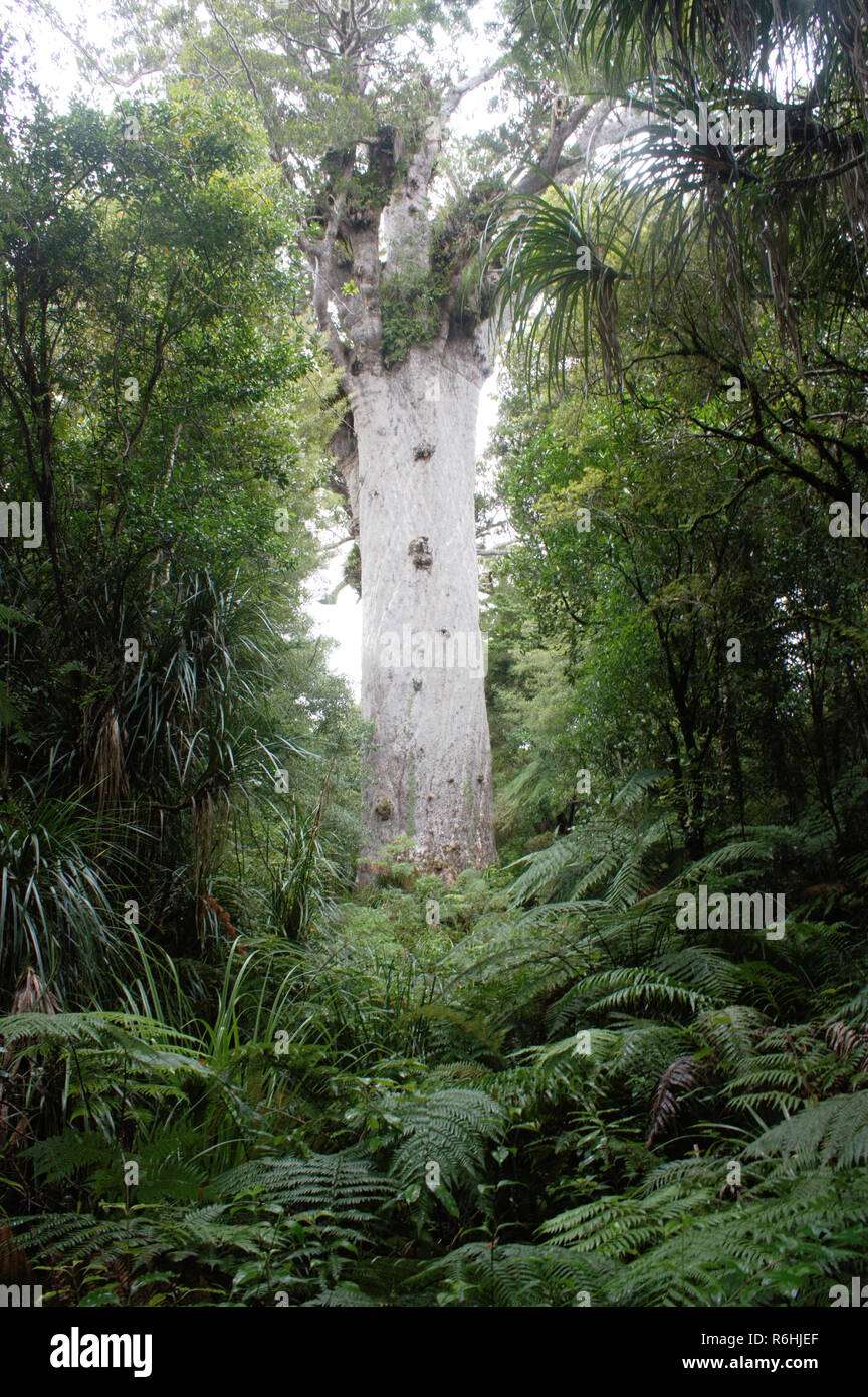 Huge and very old native Kauri tree in the bush of New Zealand. The ...