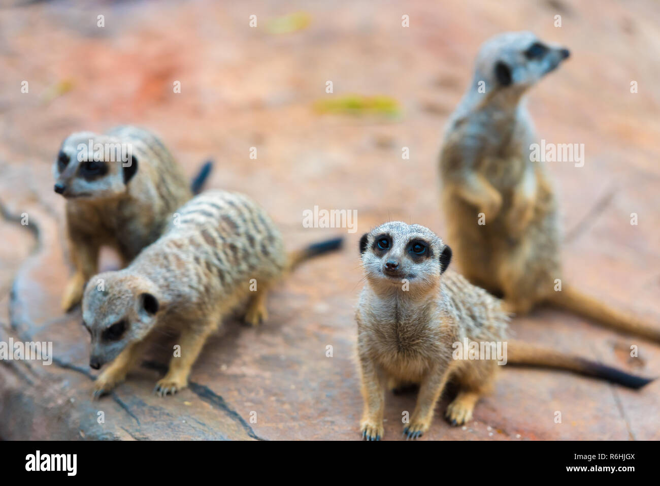Clan of Meerkats Suricata suricatta, African native animals, small ...