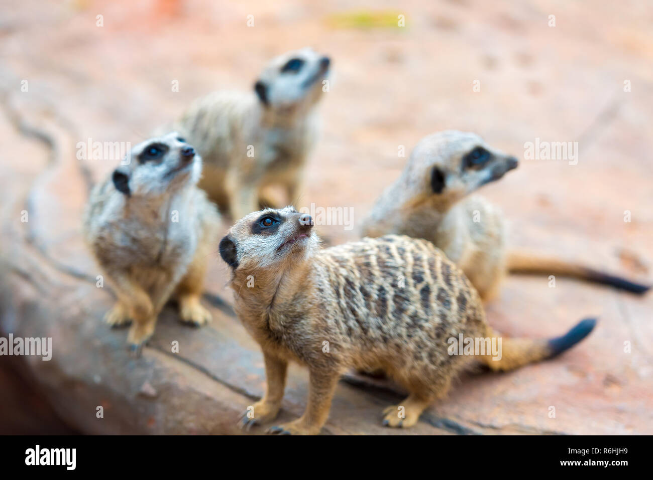 Clan of Meerkats Suricata suricatta, African native animals, small ...