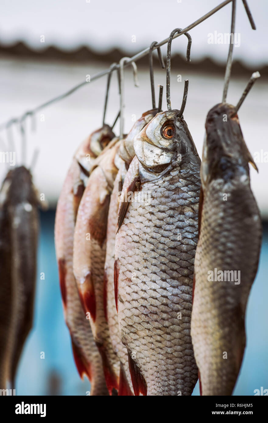 salted river fish ramming in scales hanging on an iron hook Stock Photo ...