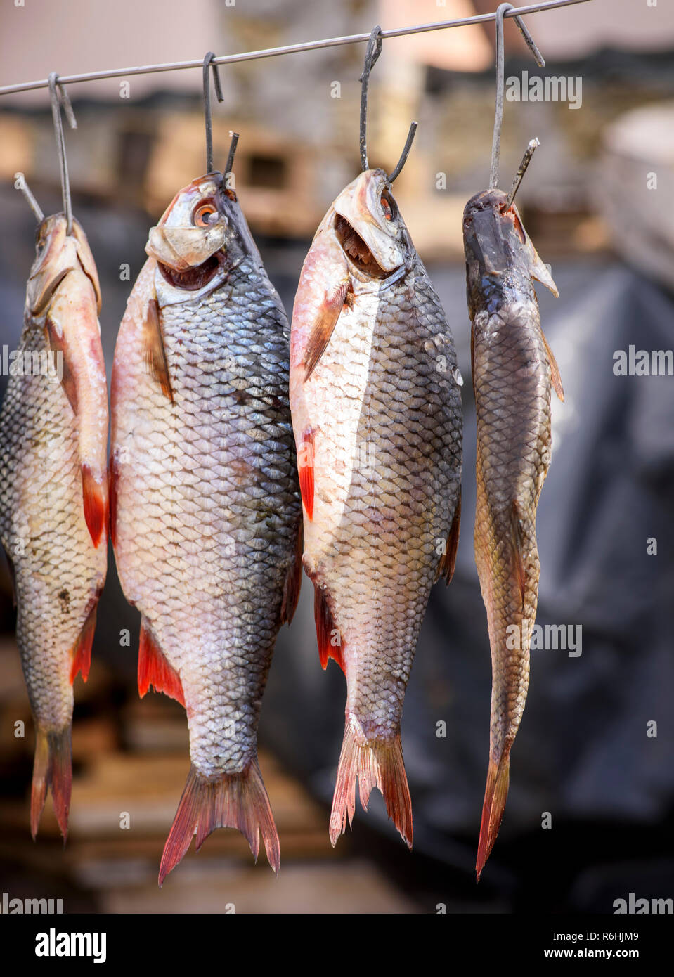 fish ramming in scales hanging on an iron hook Stock Photo - Alamy