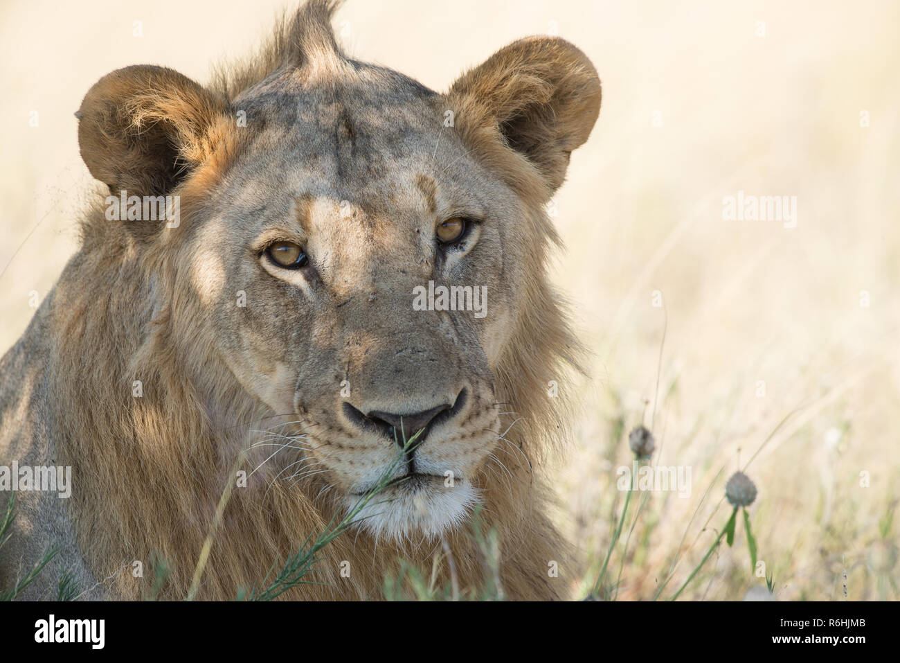 Close up Picture of a mail lion luing in the grass Stock Photo - Alamy