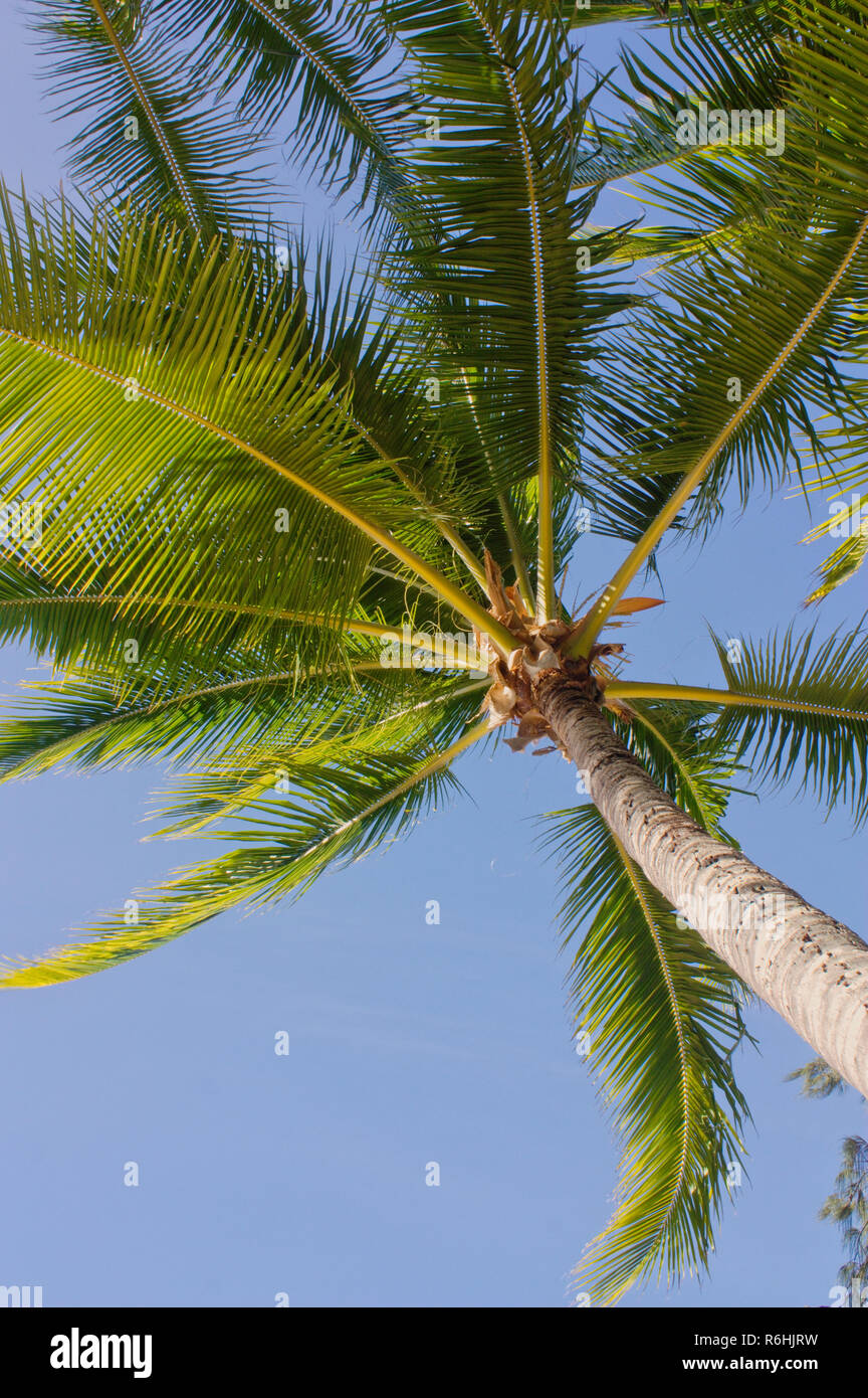 Palm tree from below with green leafs in front of a clear blue sky ...