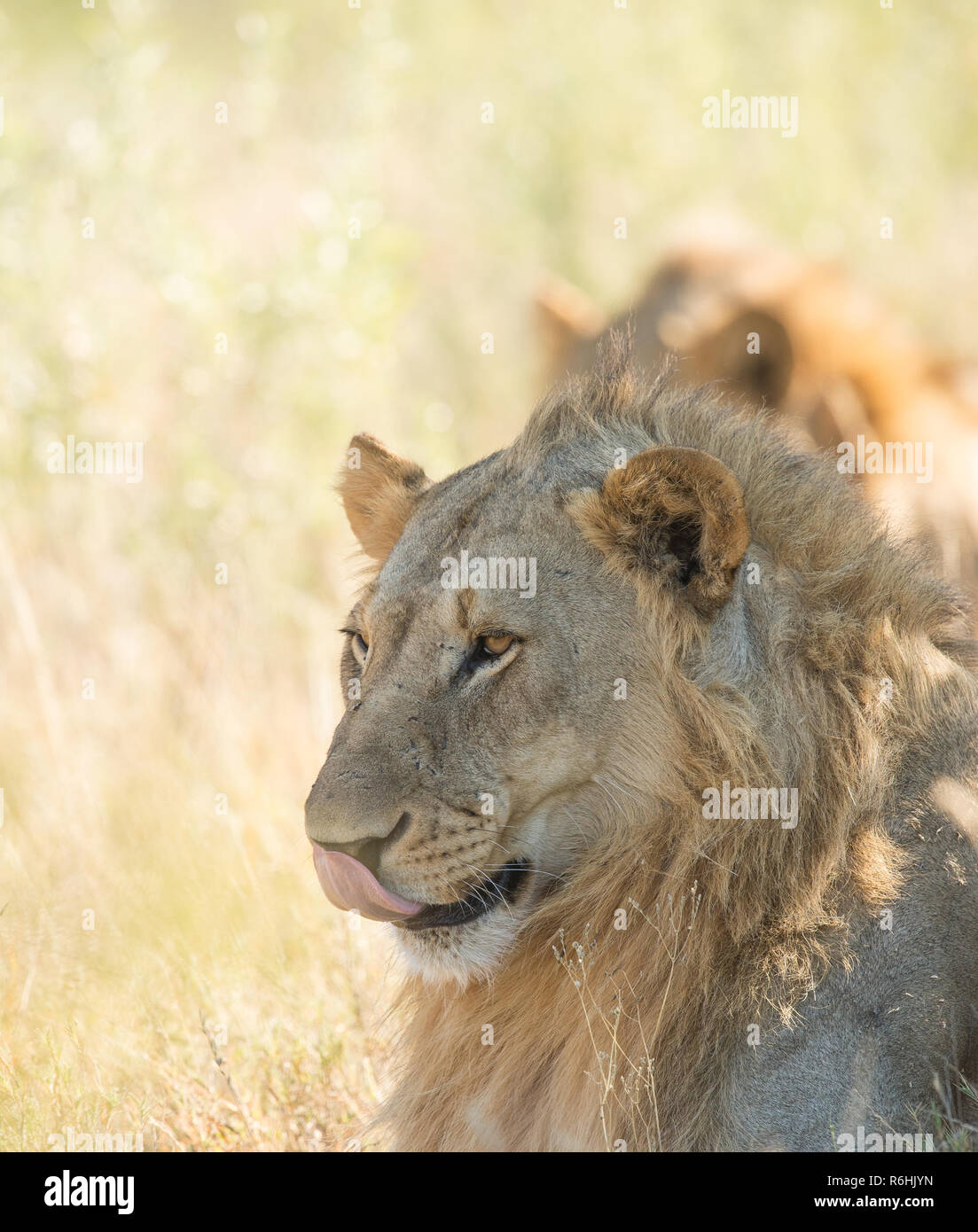Lion king close up hi-res stock photography and images - Alamy