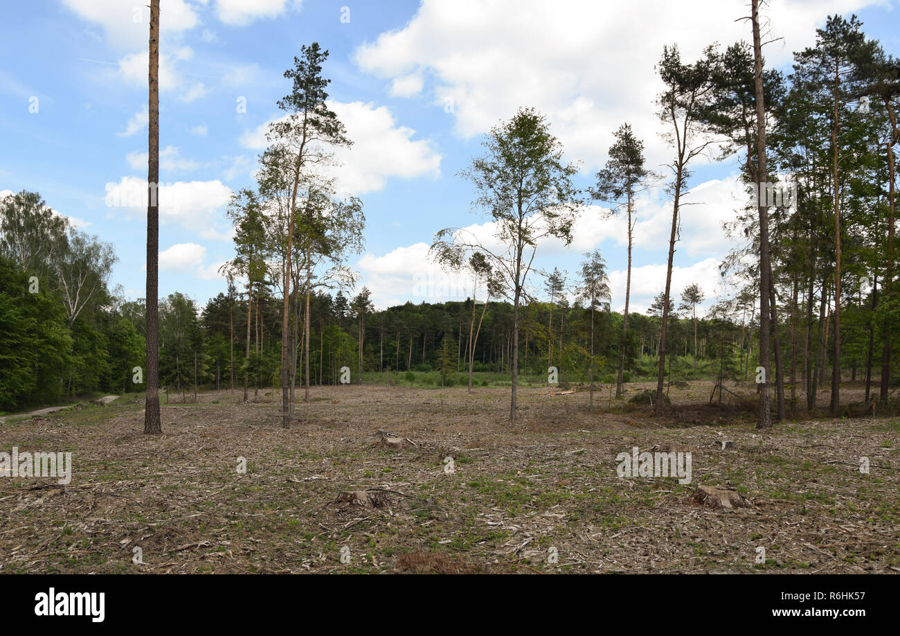 Cut down forest hi-res stock photography and images - Alamy