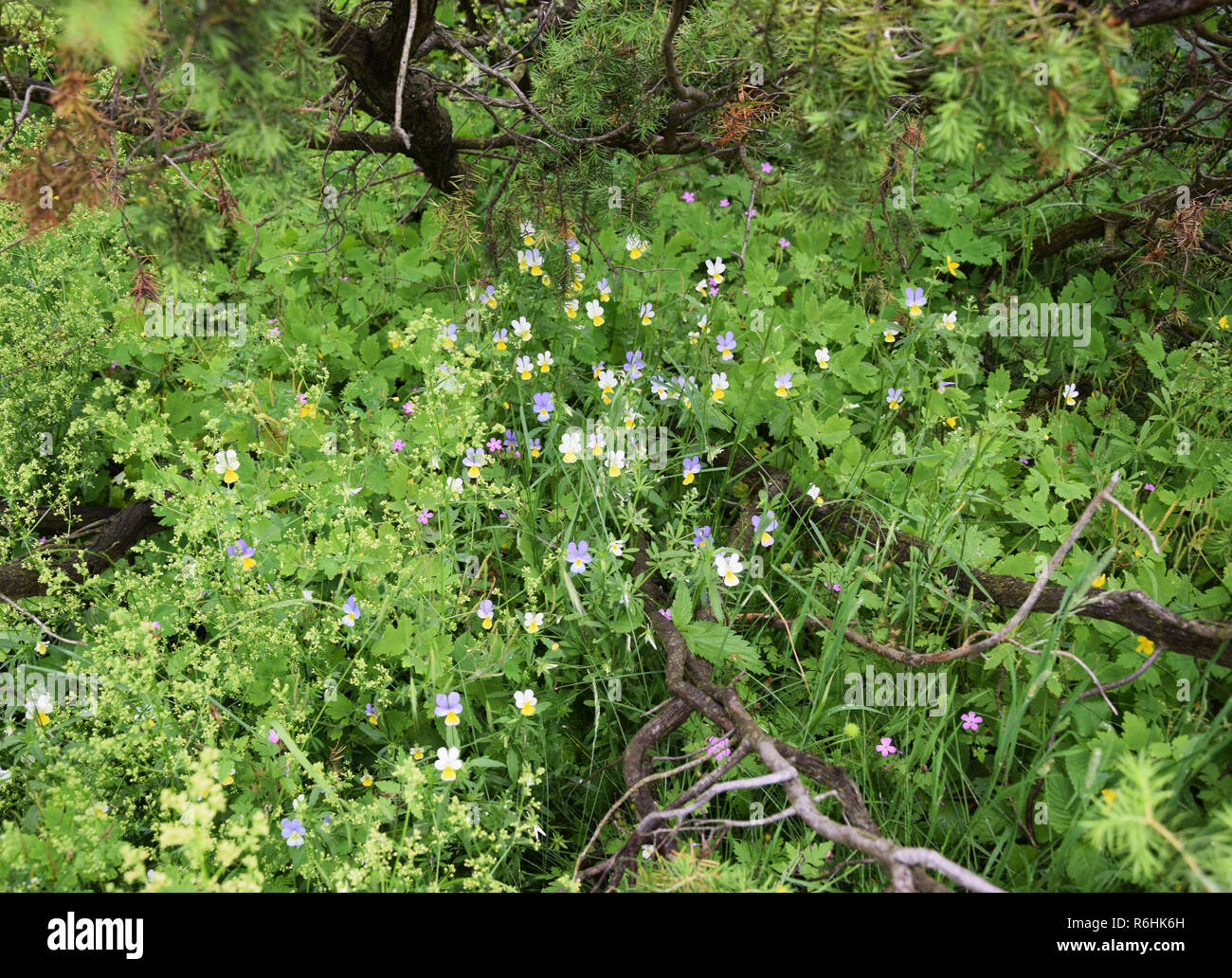 Wildflower viola tricolor Stock Photo - Alamy