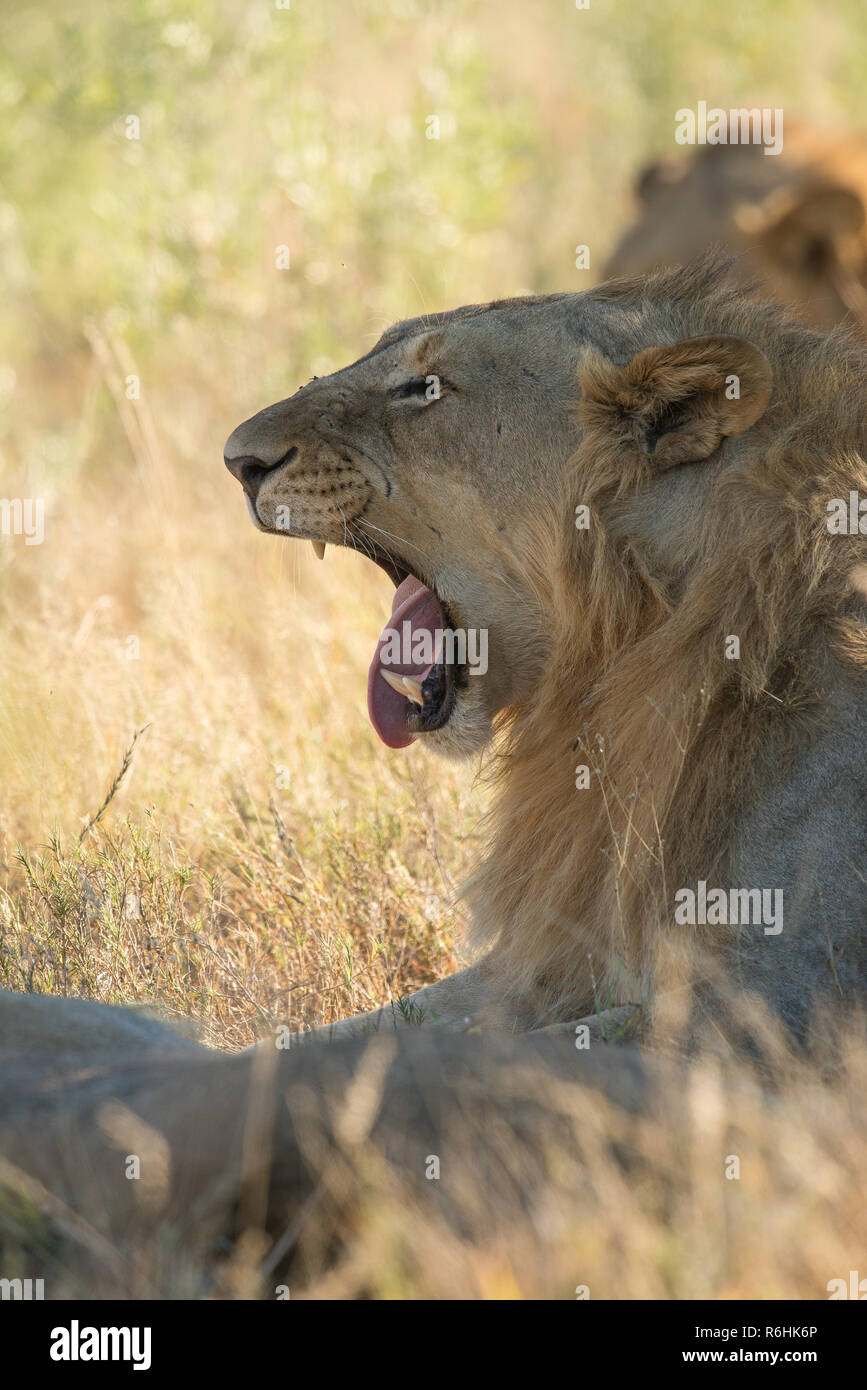 Close up Picture of a mail lion luing in the grass Stock Photo - Alamy