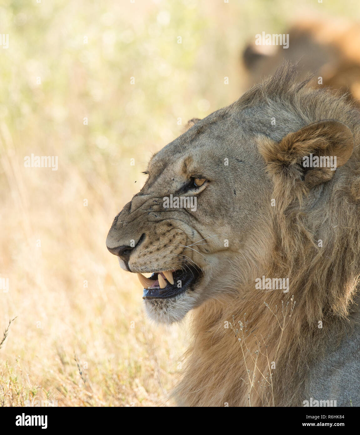 Mail lion hi-res stock photography and images - Alamy